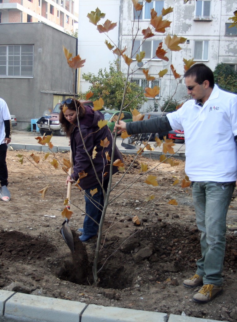 plantare copaci | pr intre randuri